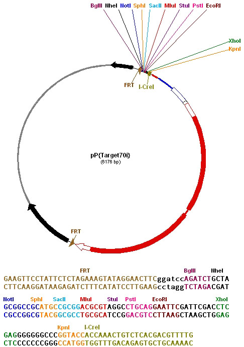 The Sekelsky Lab Vectors