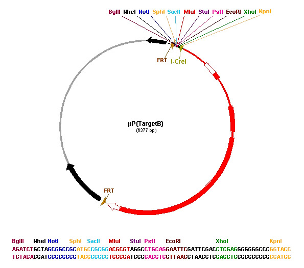 The Sekelsky Lab Vectors