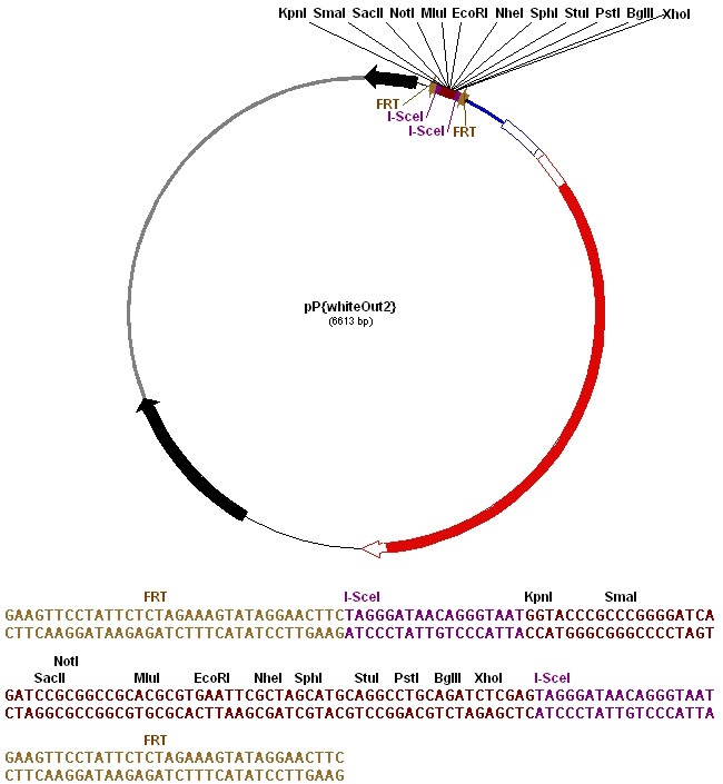 The Sekelsky Lab Vectors